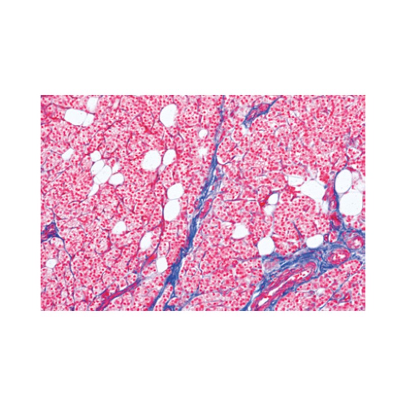 3B Scientific Human Histology Slides | Health and Care